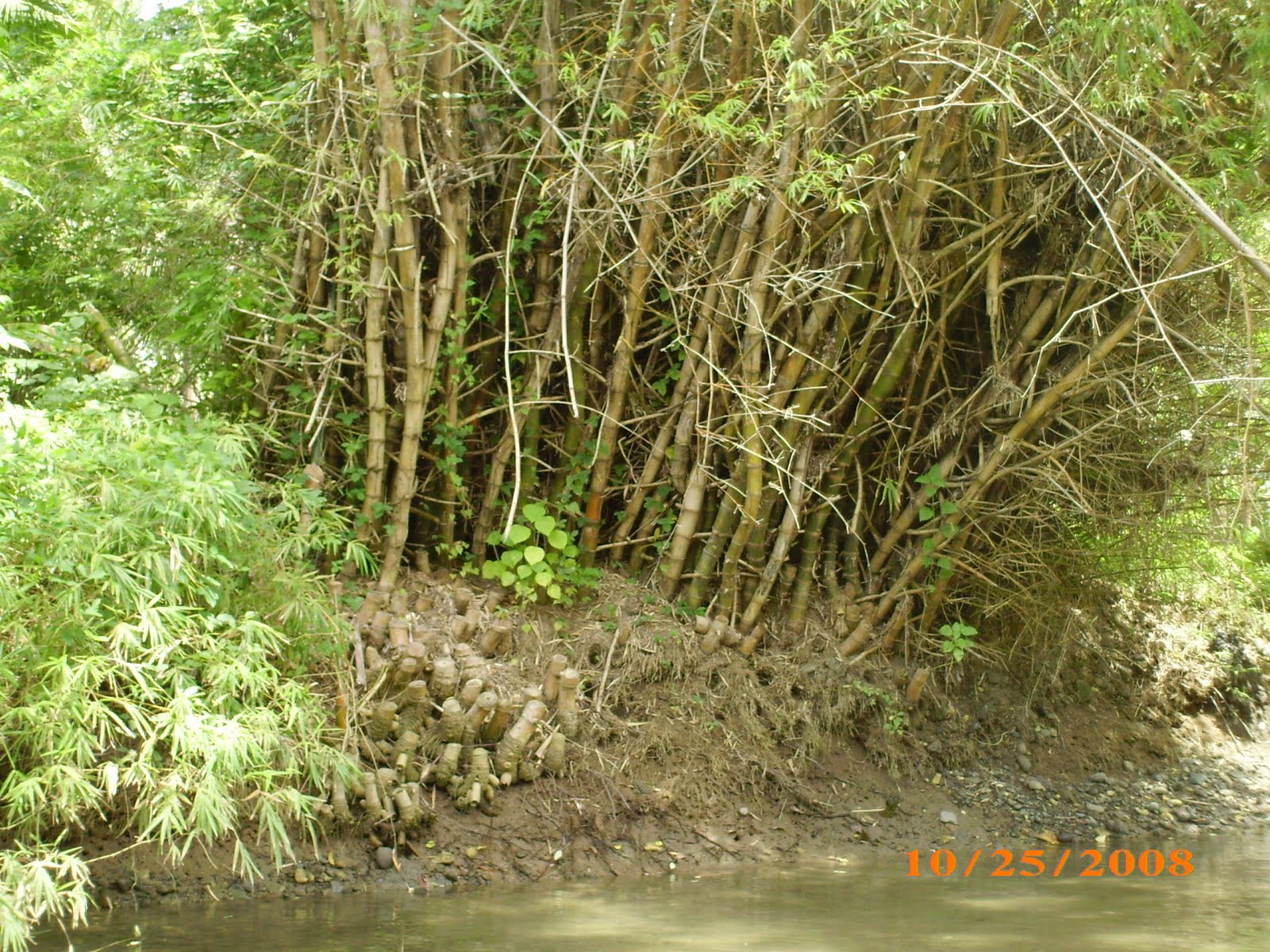 THE HANDS AND EYES OF AN ARTIST (HEART): Kagingking (thorny bamboo)
