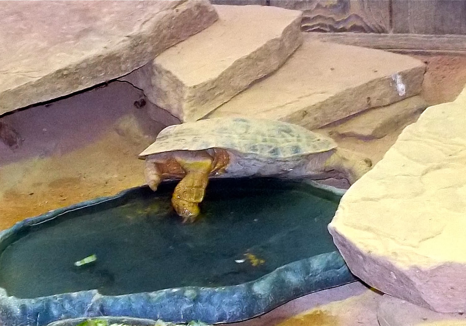 Safari Mike: Pancake Tortoise