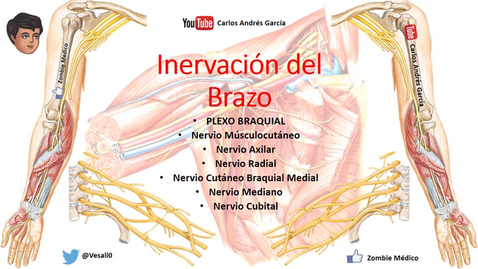 Inervacion del brazo