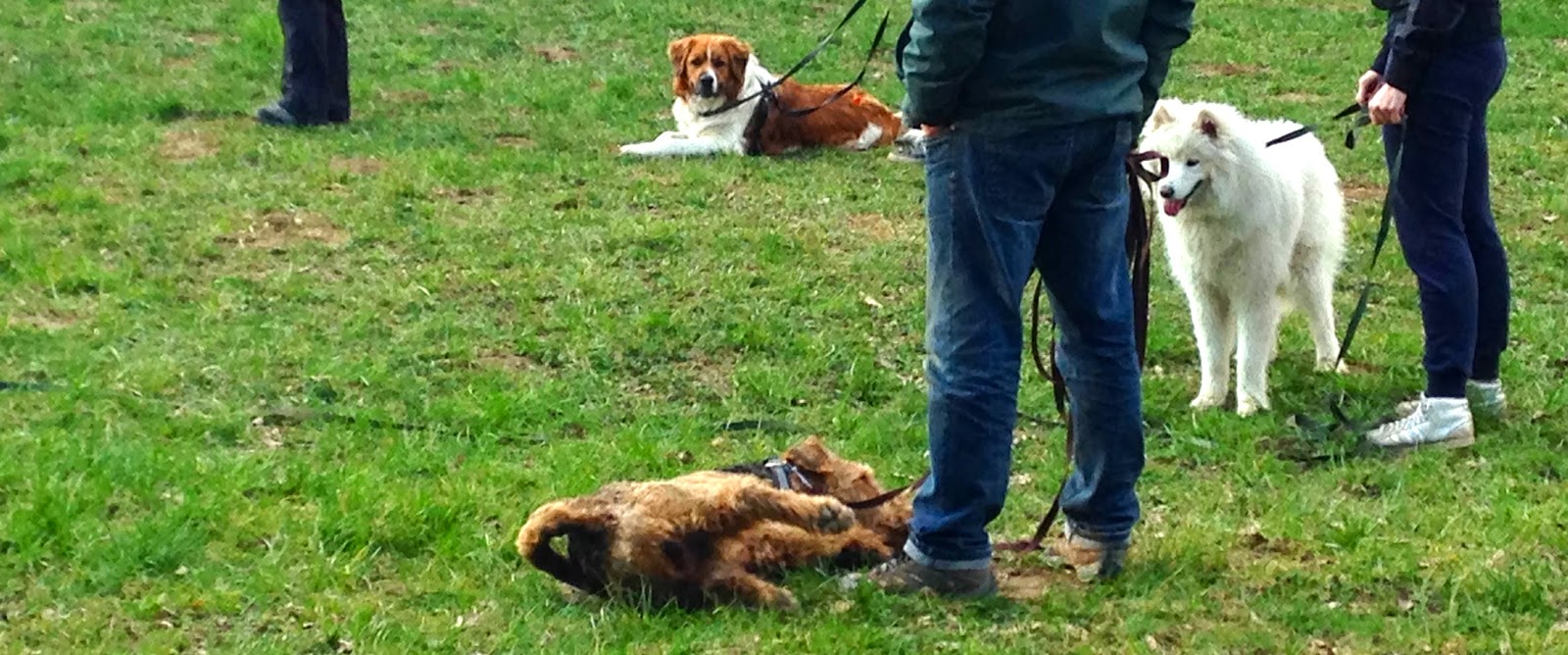 Showing our improvement - Bongo the Dog