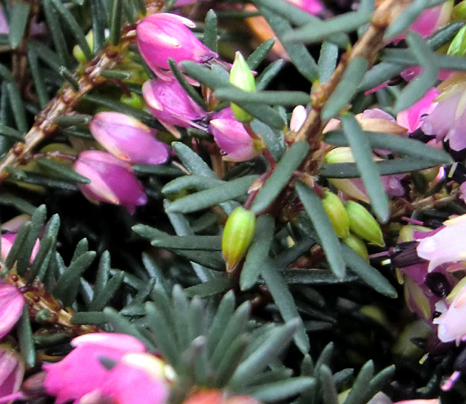 Hortus Italicus: Erica x darleyensis Bean 1914