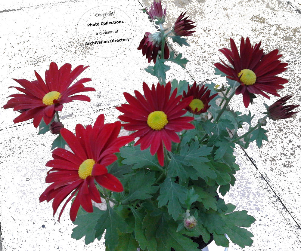 Chrysanten - Crysanten foto's