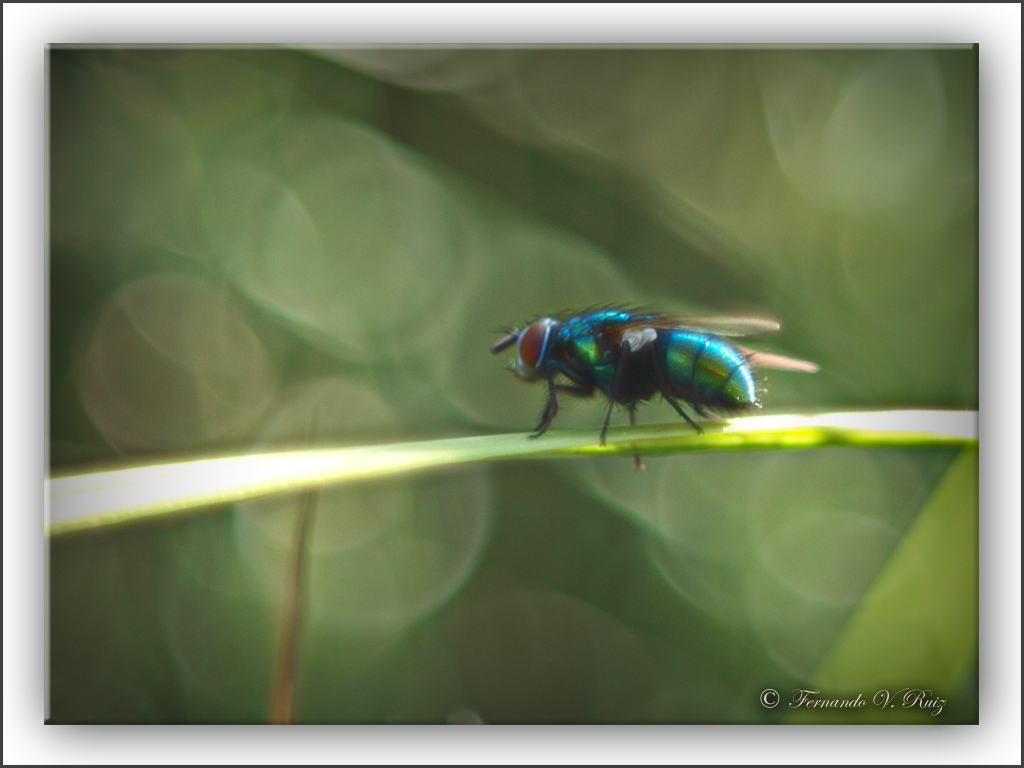 Insectos de La Rioja: Mosca verde (Lucilia caesar)
