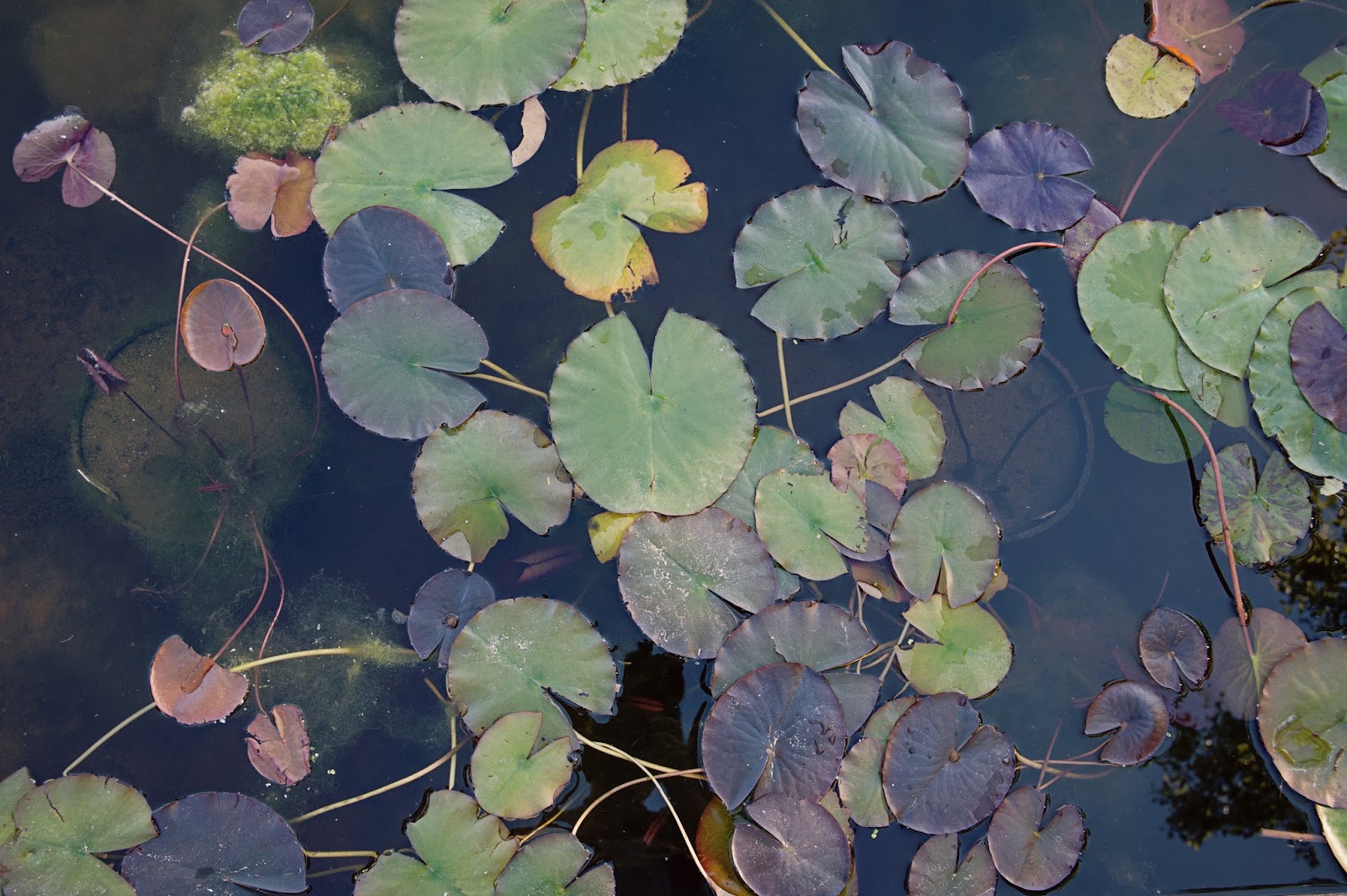 Maura Jane Photography: The Montoya Family | A Fairy Tale Day at the Lake