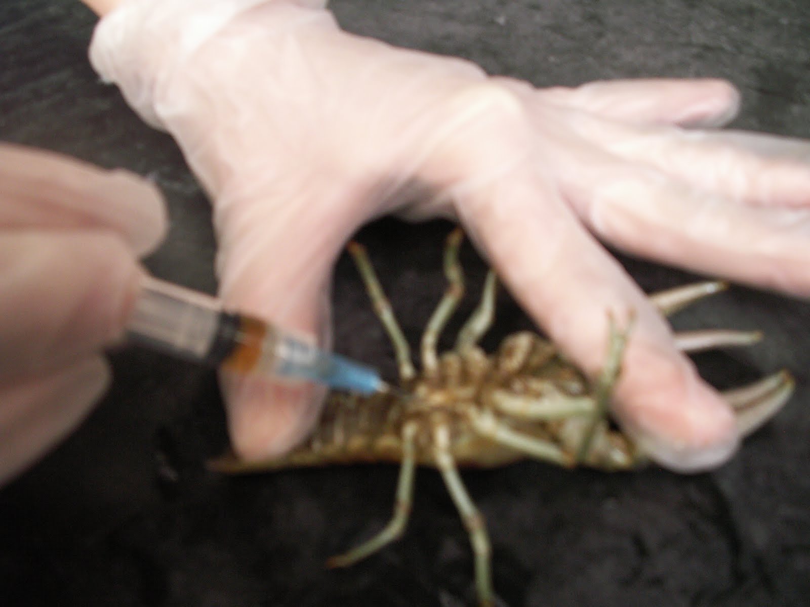 Crayfish!: Procedure