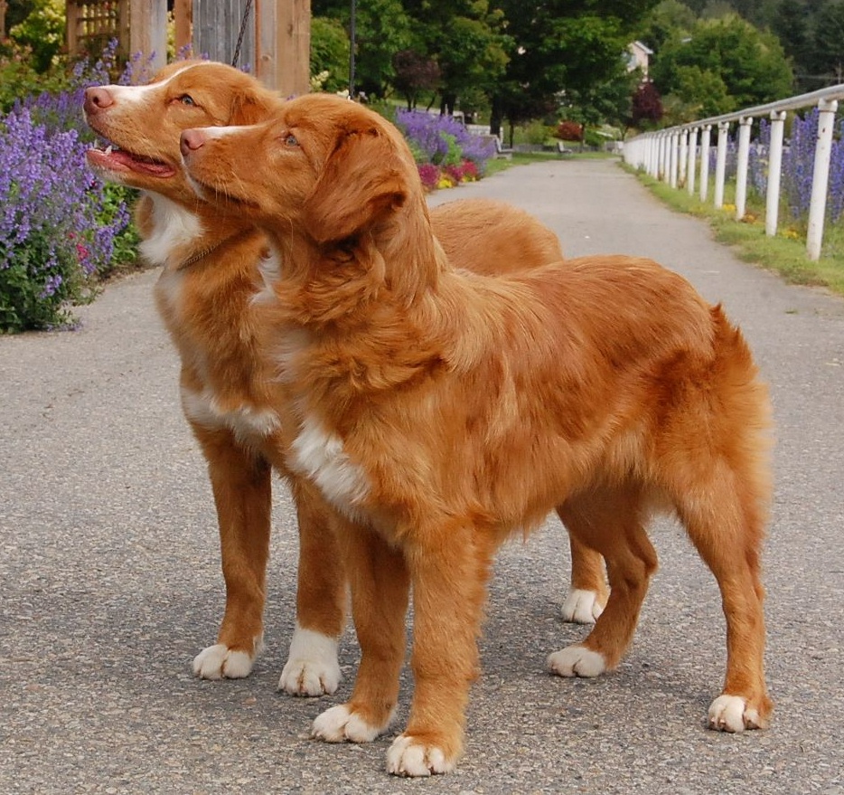Nova Scotia Duck Toller Puppies