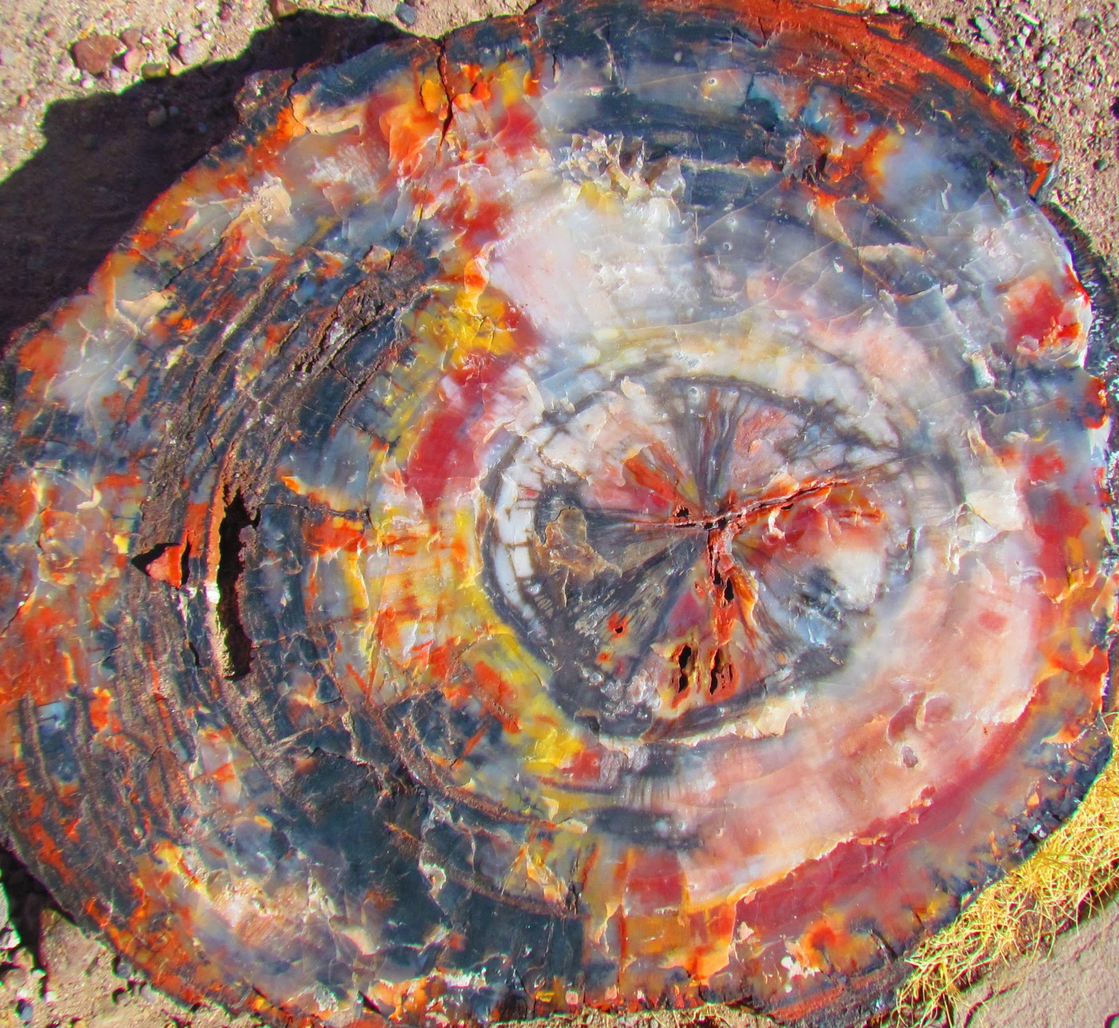 Adventures of a Vagabond Volunteer: Rainbow Trees of the Petrified Forest