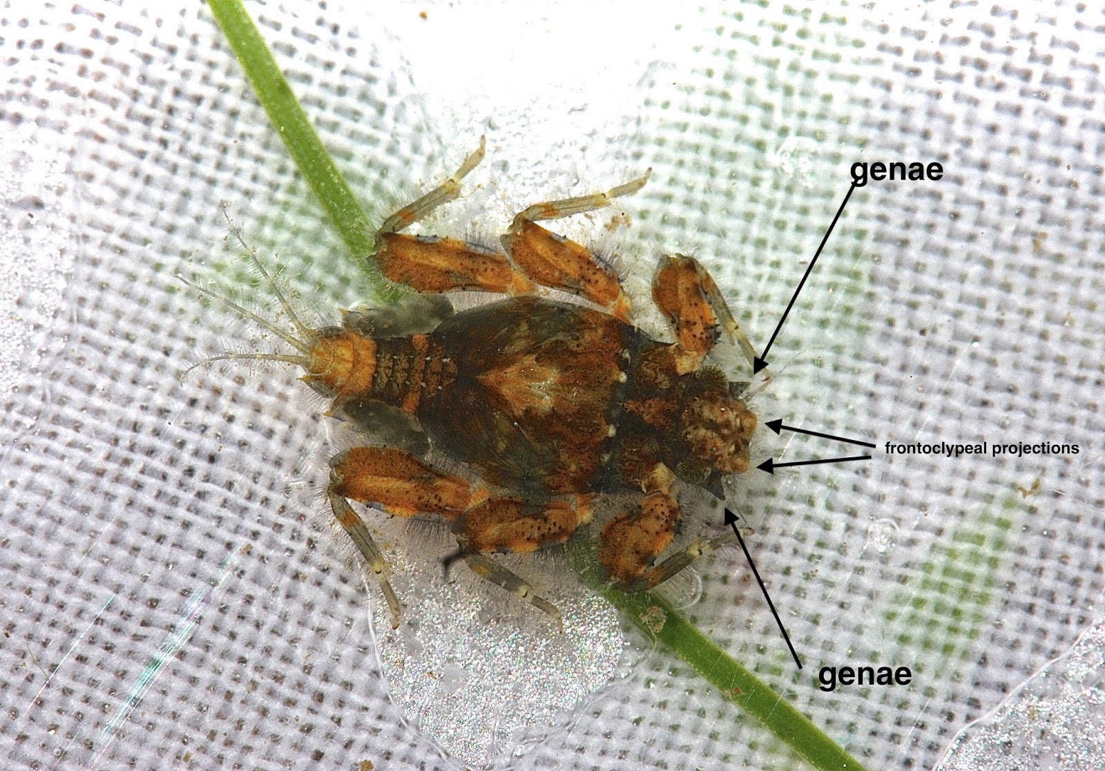 Aquatic Insects of Central Virginia: Drunella day at the Doyles ...