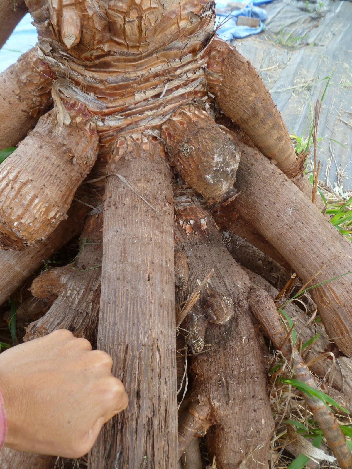 Maui Jungalow: The "Weaving" Tree: Hala