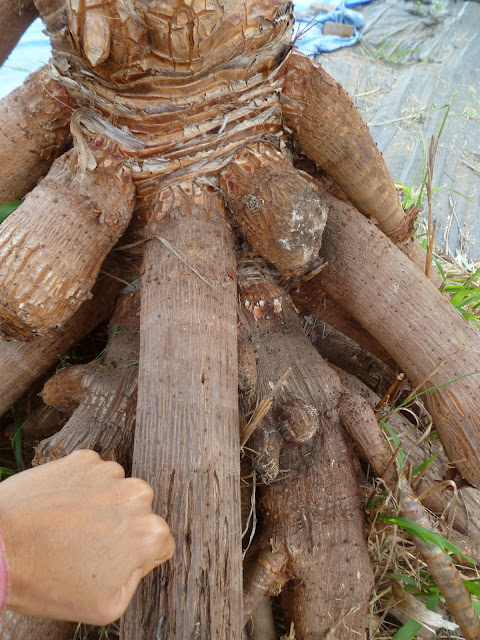 Maui Jungalow: The "Weaving" Tree: Hala