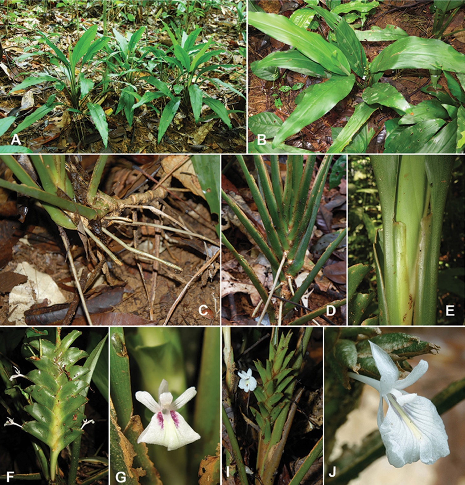 Species New to Science: [Botany • 2018] Scaphochlamys disticha ...