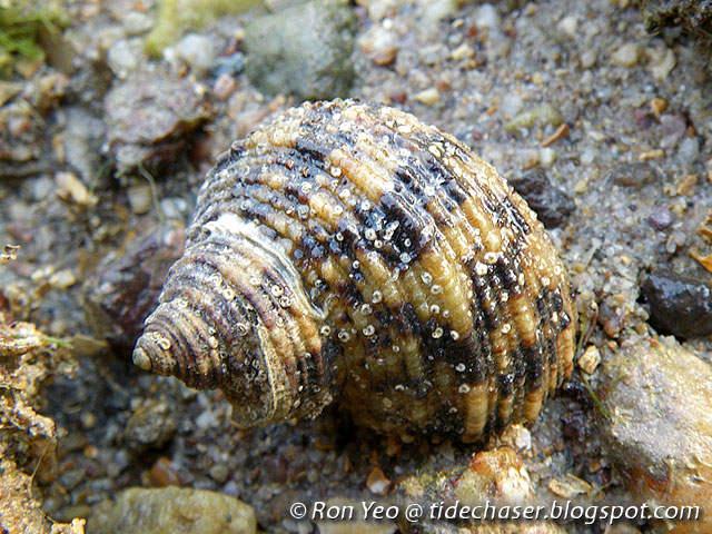 tHE tiDE cHAsER: Turban Snails (Phylum Mollusca: Family Turbinidae) of ...