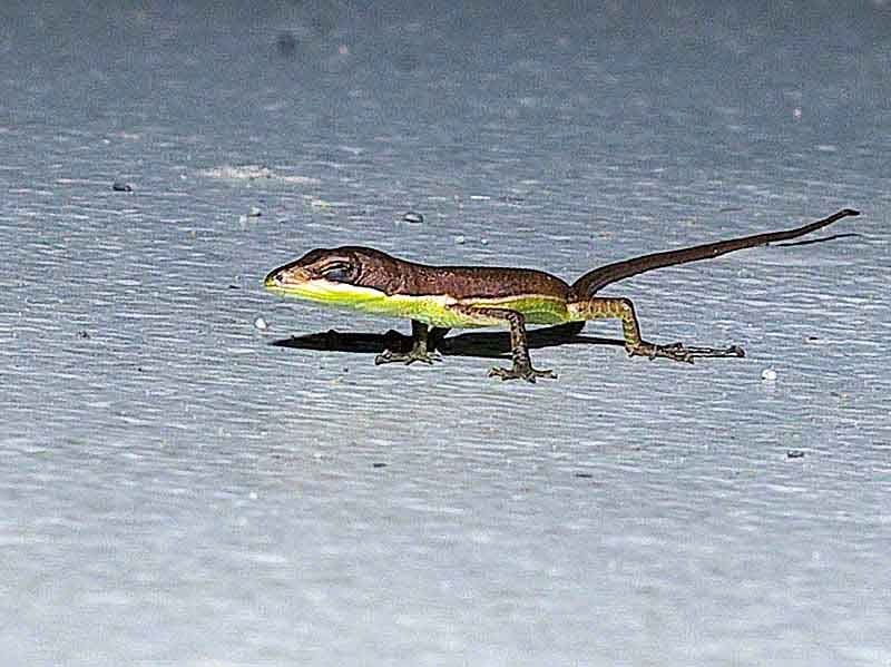 Ryukyu Life: Lessons Learned from a Lizard