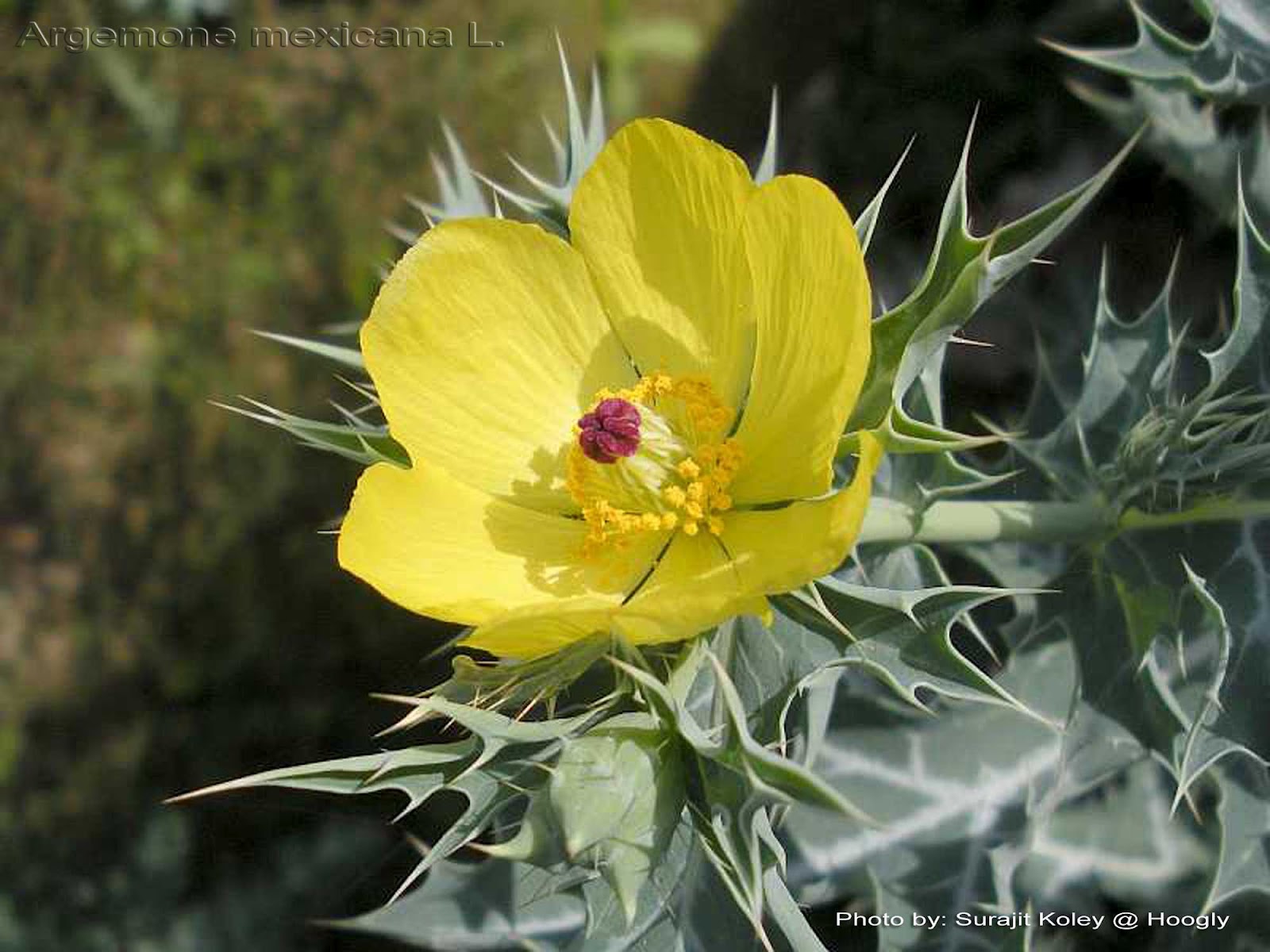 Medicinal Plants: Argemone mexicana Brahmadandi Satyanashi Kudiyotti