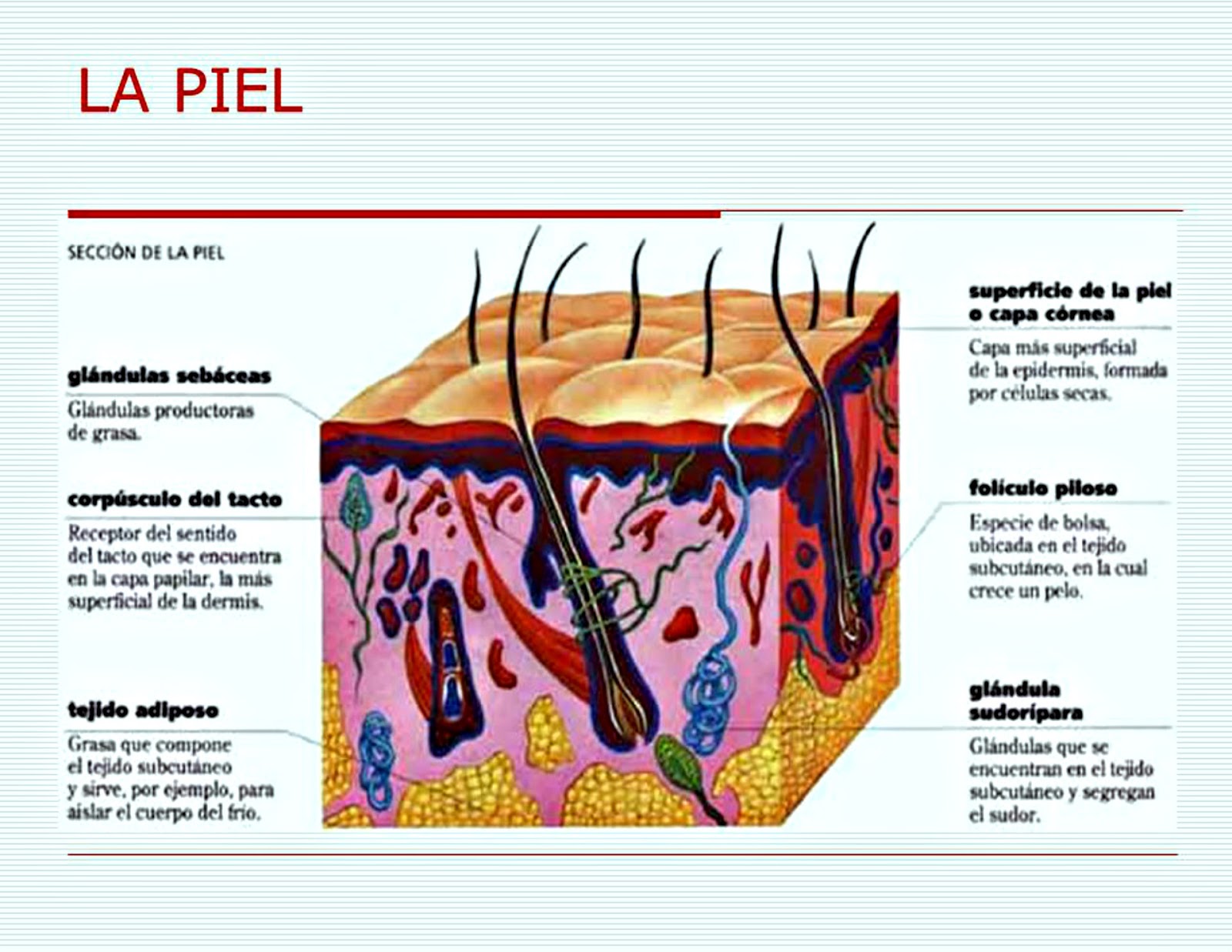 "INSIGNE Y REAL BASILICA CATEDRAL DE LA ASUNCION DE LA BIENAVENTURADA ...