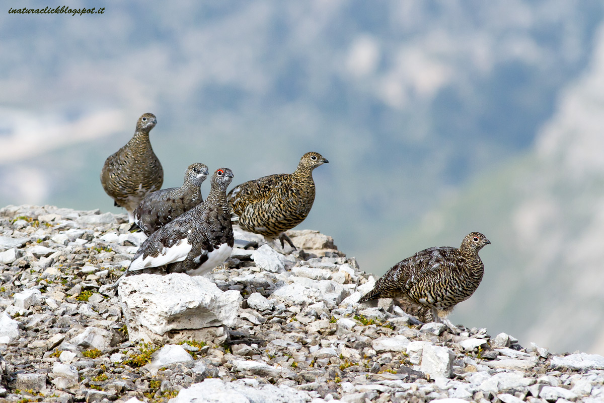 Inaturaclick: pernici bianche in manto estivo