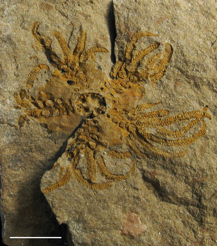 The Echinoblog: Ophiocistioids! Weird Mystery Fossils from the Paleozoic!