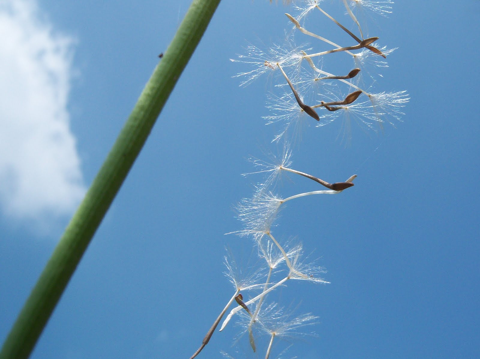 Vuelo de vilano - BOTÀNIC SERRAT