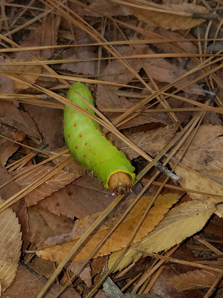 Cub Scouts- starting with Tigers 2015: Fur, Feathers, and Ferns- Bear ...