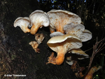 Apuntes botánicos: Hongos chilenos