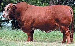 PORTAL GANADERO HIGUEYANO: La raza Beefmasters, una valiosa opción para ...