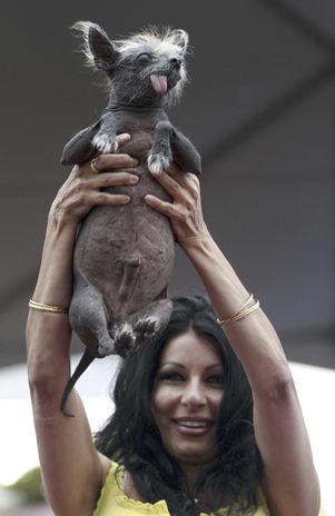 REVISTA IMAGENES: PERRO PERUANO ENTRE LOS FAVORITOS PARA LLEVARSE EL ...