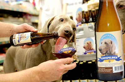 Elaboran cerveza artesanal para perros | Mis Mascotas