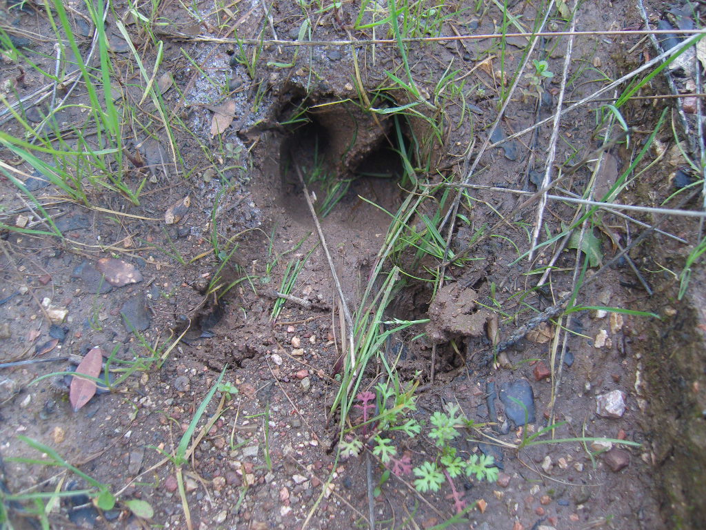 Lisi's Nature Pix: wild boar prints and scat, with dog about to eat scat!!
