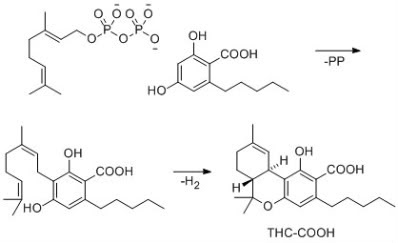 Science Minus Details: "Weed Science" or "Activation Explained!!"