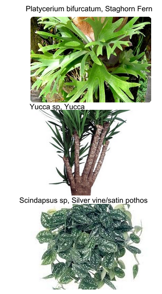 Interiorscaping Compendium: INDOOR PLANT IDENTIFICATION