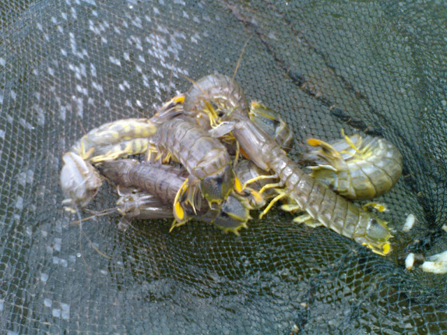 Mengenal Manfaat dan Karakteristik Udang Mantis ~ KELOMPOK STUDI ...