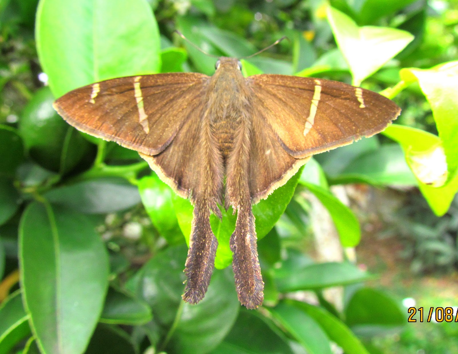 Colombia más que biodiversidad: algunos insectos