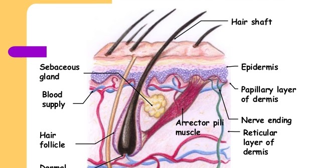 How Arrector Pili Muscle Can Be Used For Hair Growth?