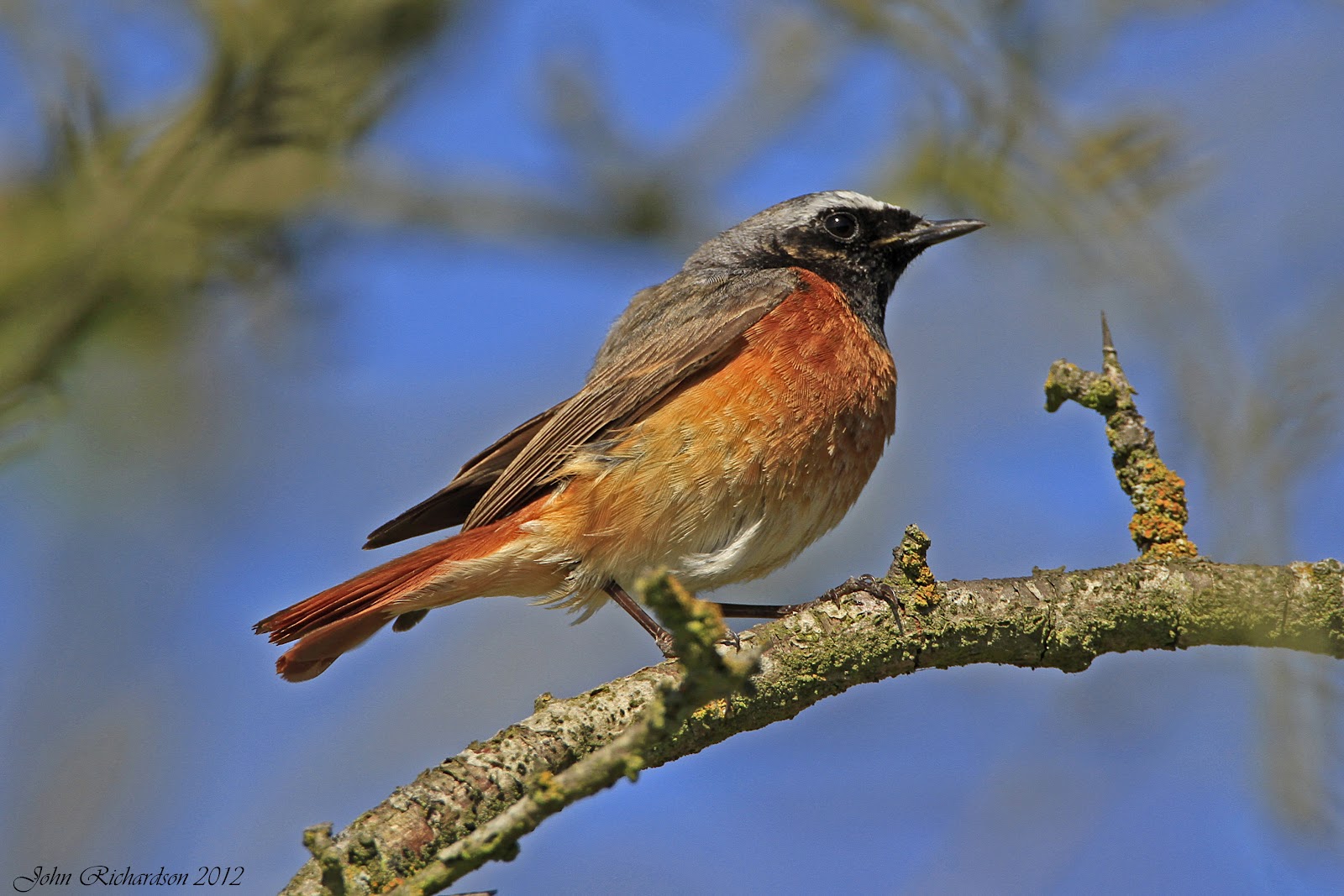 Old Man of Minsmere aka John Richardson: Common Redstart at Upper ...