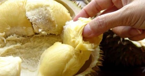 Kenali dulu bagaimana cara menyetek durian agar cepat berbuah