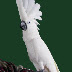 Top 10 Odd Colored Beautiful Parrots