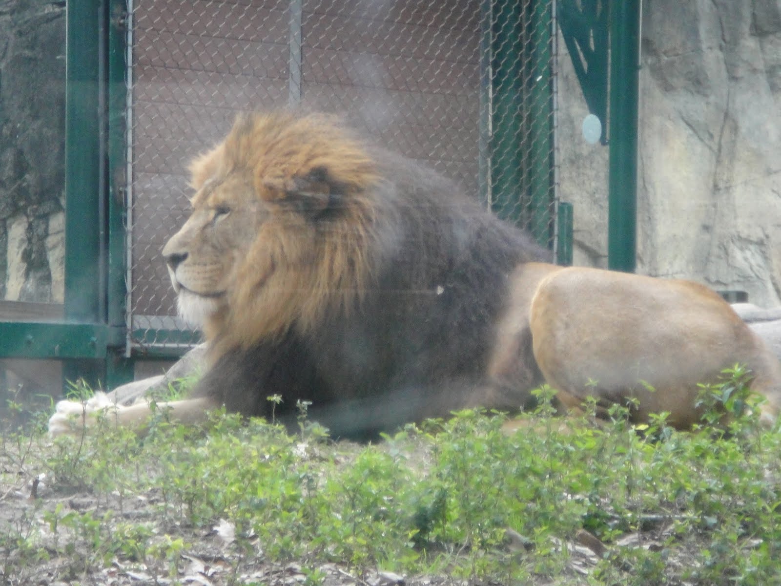 Labor of Love: Houston Highlights: The Zoo