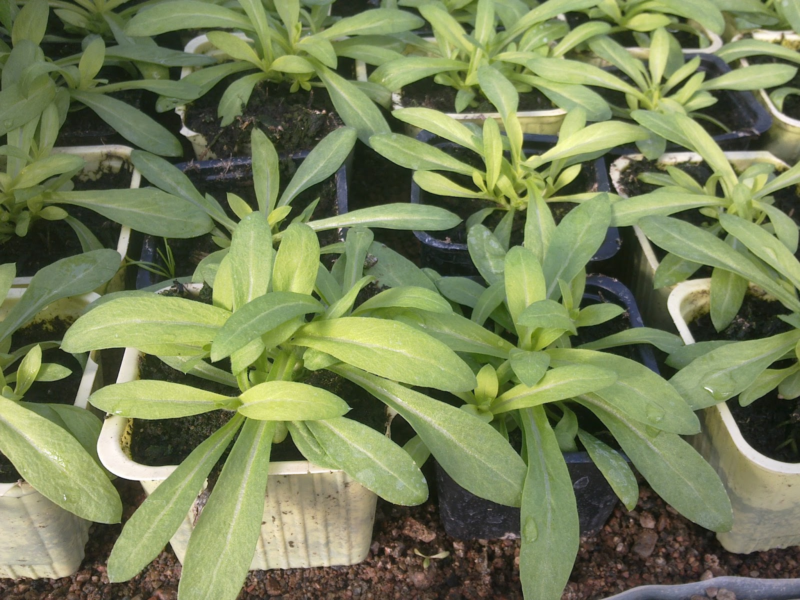 M U L T I F L O R A: Oj vad det växer!