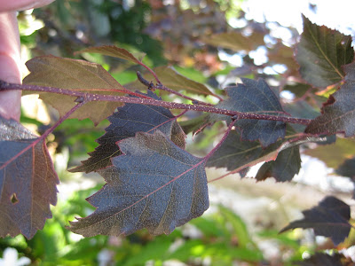 Trees of Santa Cruz County: Betula pendula 'Purpurea' - Purple Birch