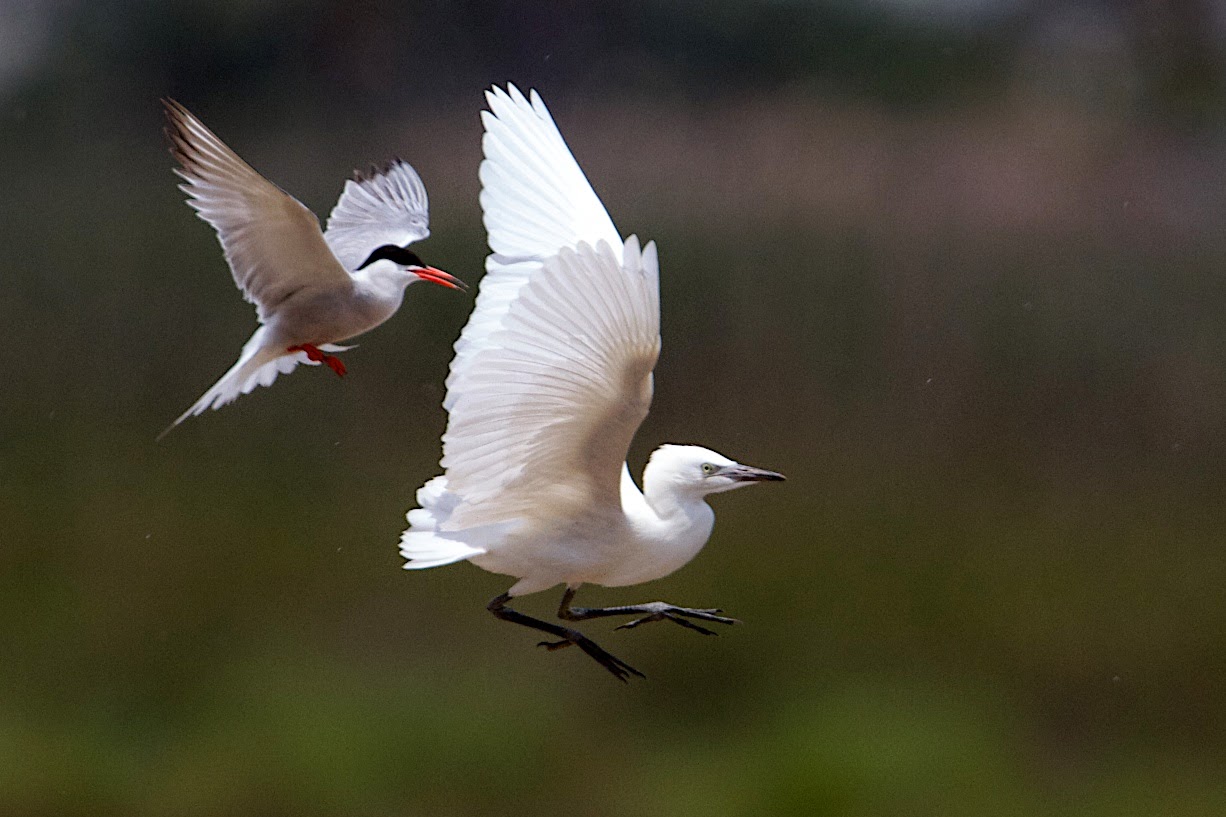 Charlie Sargent's bird ringing: Majorca birds