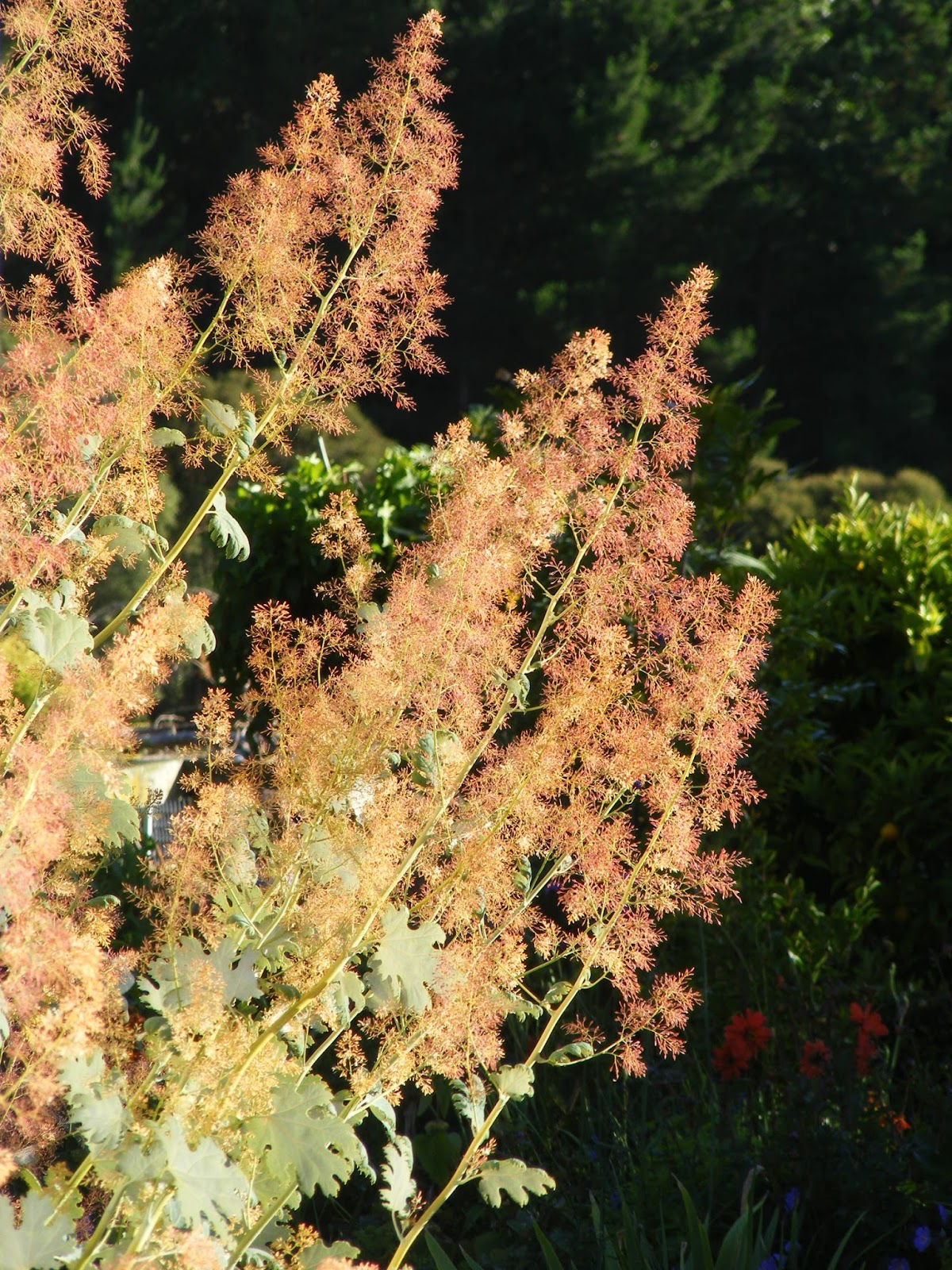 Rachel Callaghan Landscape Architect, NZ: Macleaya Cordata - Plume Poppy