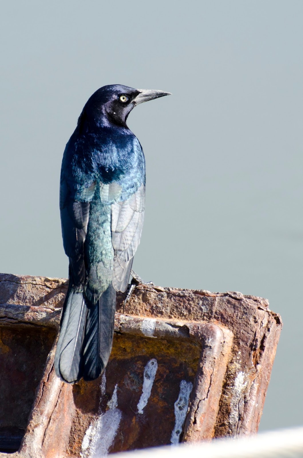 Urban Wildlife Guide: Grackle Pros and Cons