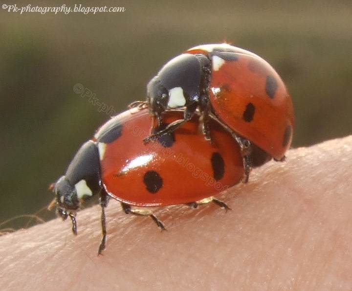 Ladybugs Mating | Nature, Cultural, and Travel Photography Blog