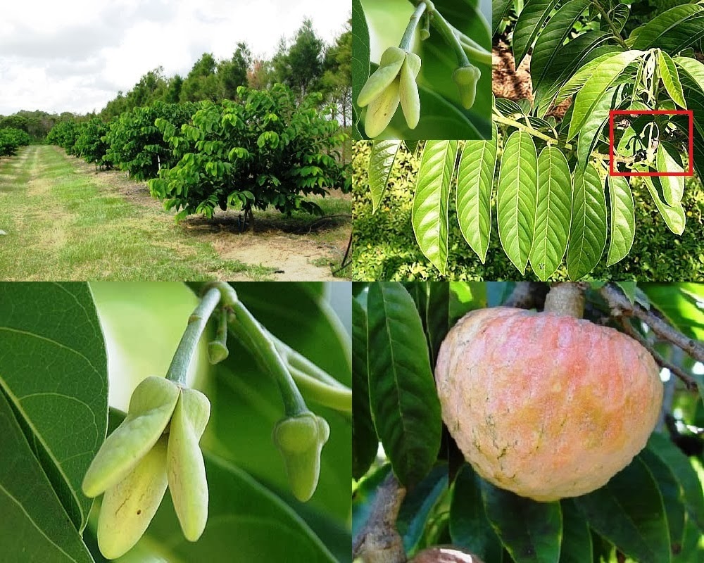 Business Ideas | Small Business Ideas: Custard Apple Farming | Growing ...