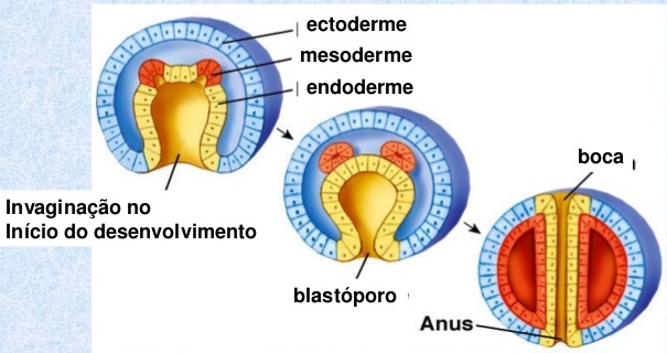 Biologia 4 - IFMS: Junho 2015