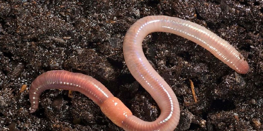 El sistema digestivo de la lombriz roja californiana | Ecología
