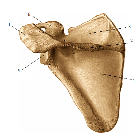 FISIOTERAPIA: HUESOS