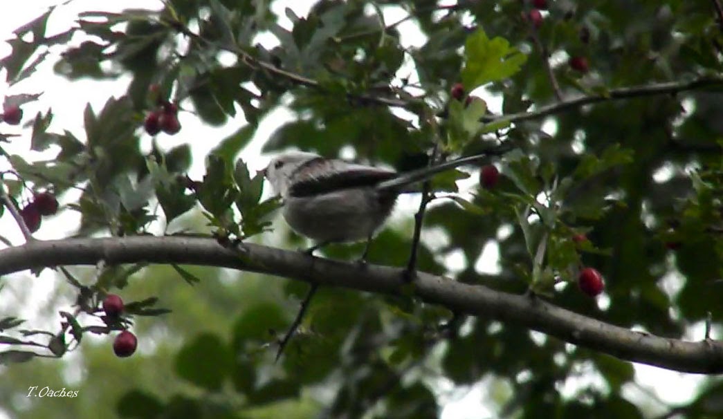 PASARI DIN ROMANIA: PITIGOI CODAT, Aegythalus caudatus