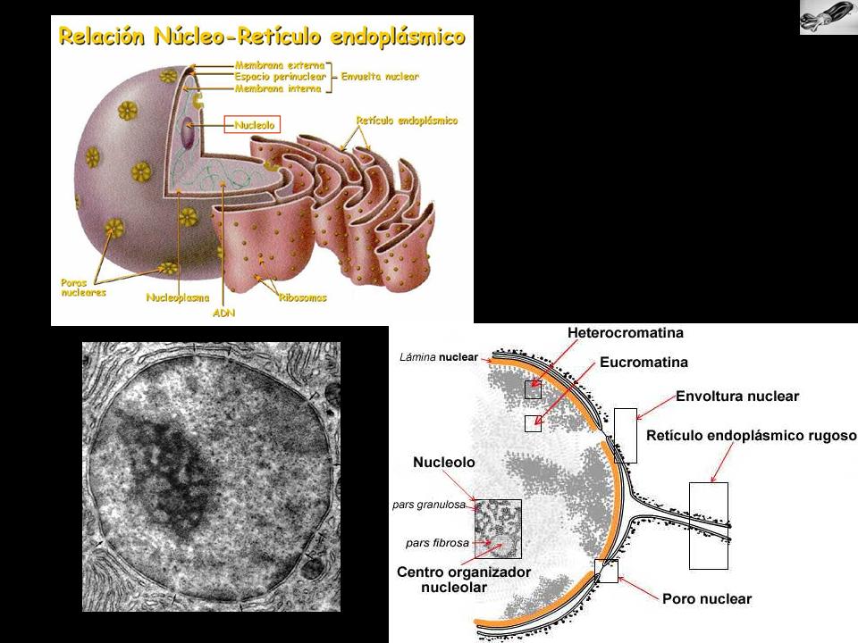 ...y la vida evolucionó: Ribosomas, retículo endoplasmático rugoso (RER ...