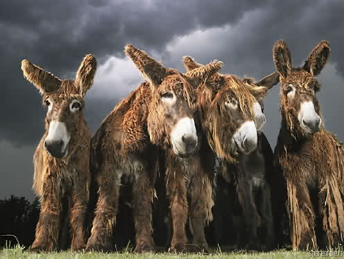 DE LAS ESFINGES A LOS CINCO BURROS. - KERRISCOSO